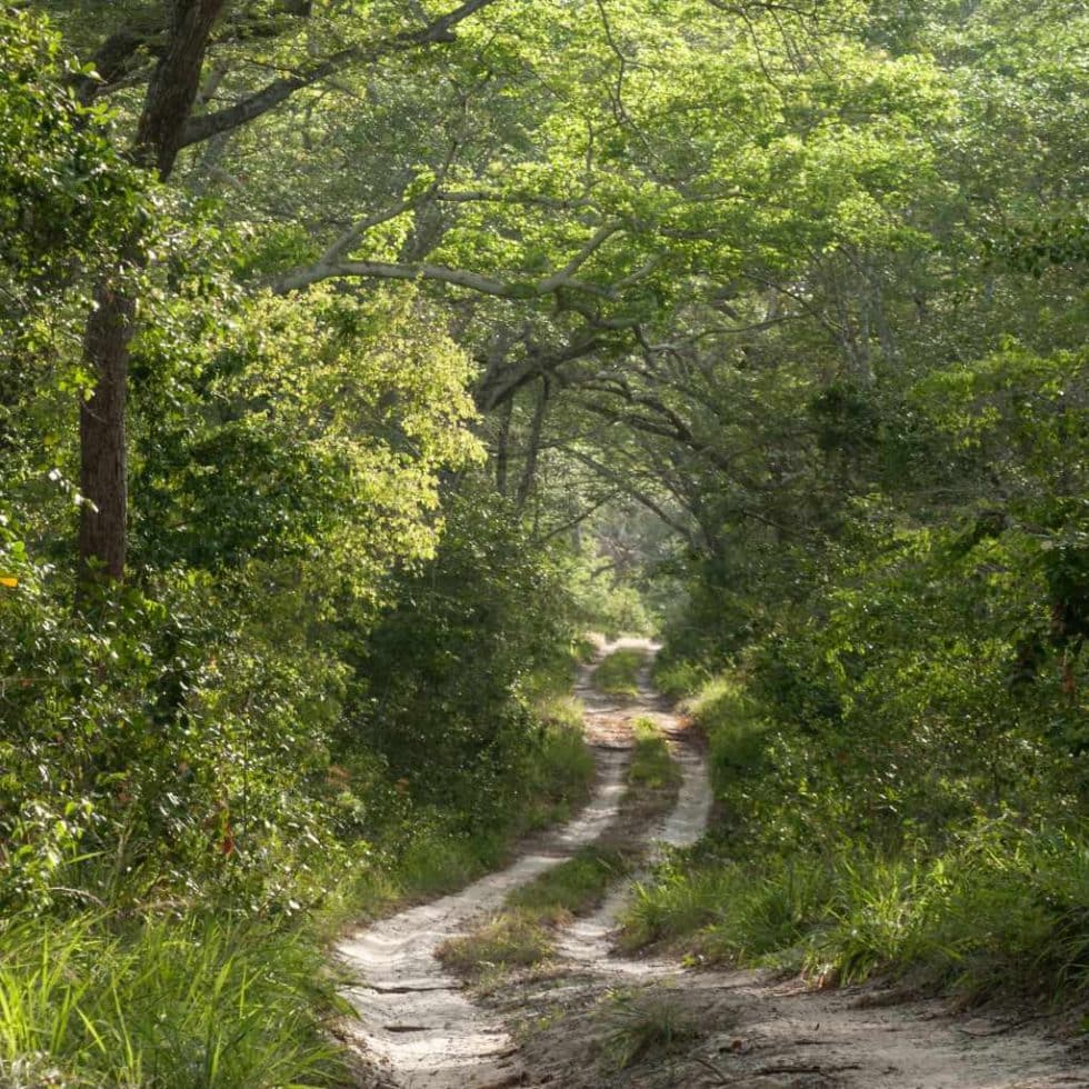 Carbon Market Partnerships - Eden: People+Planet